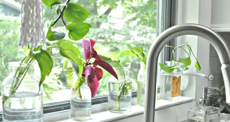 What Are The Best Plants For a Kitchen?